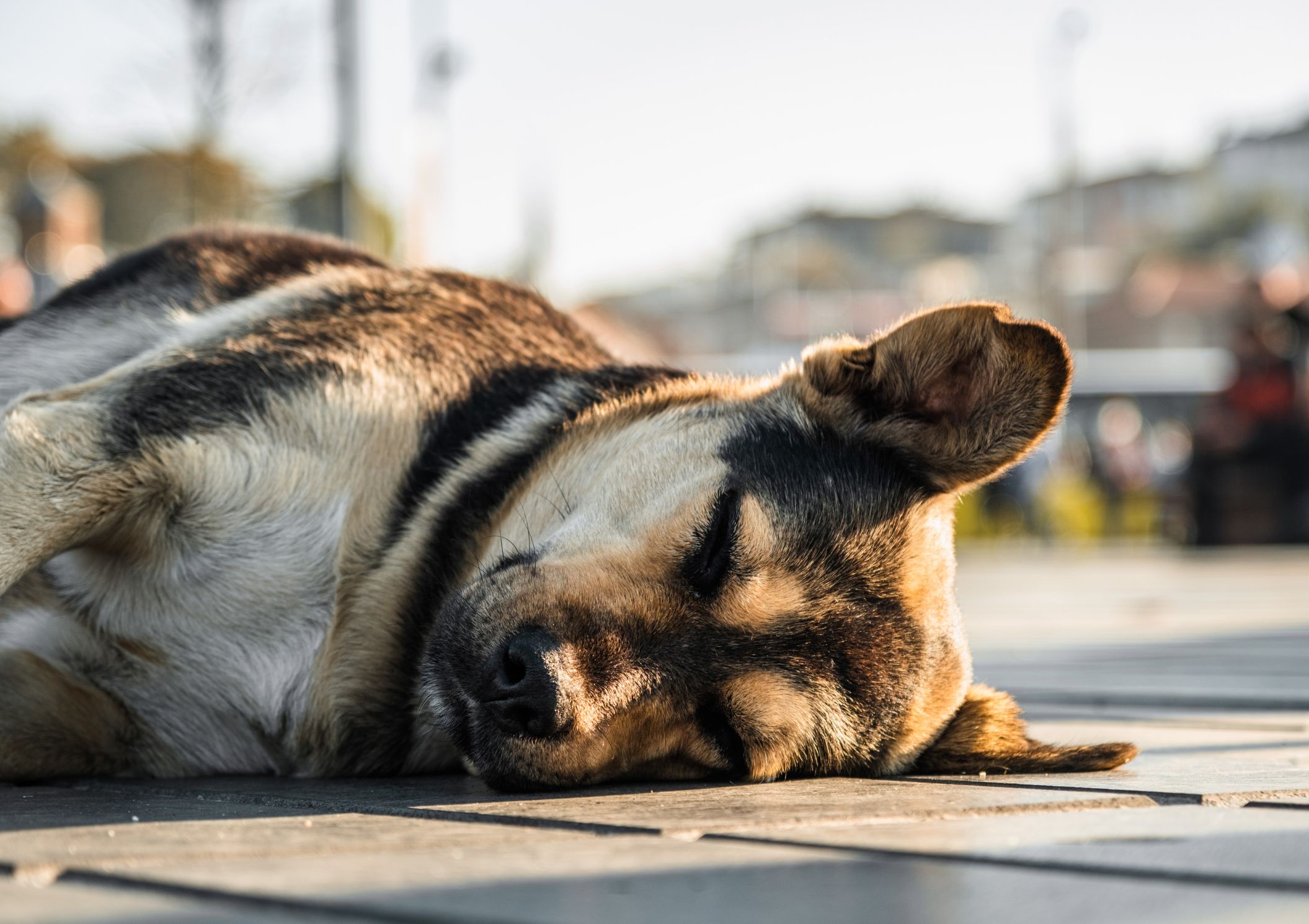 Tier-Blog - FriscaVor -Akademie fuer Tiergesundheit